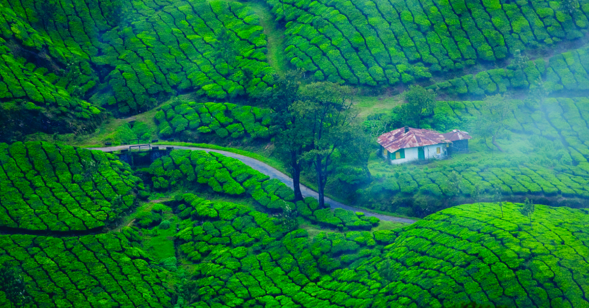 Top 5 Things To Do on Your First Trip to Munnar! - The CountDown List