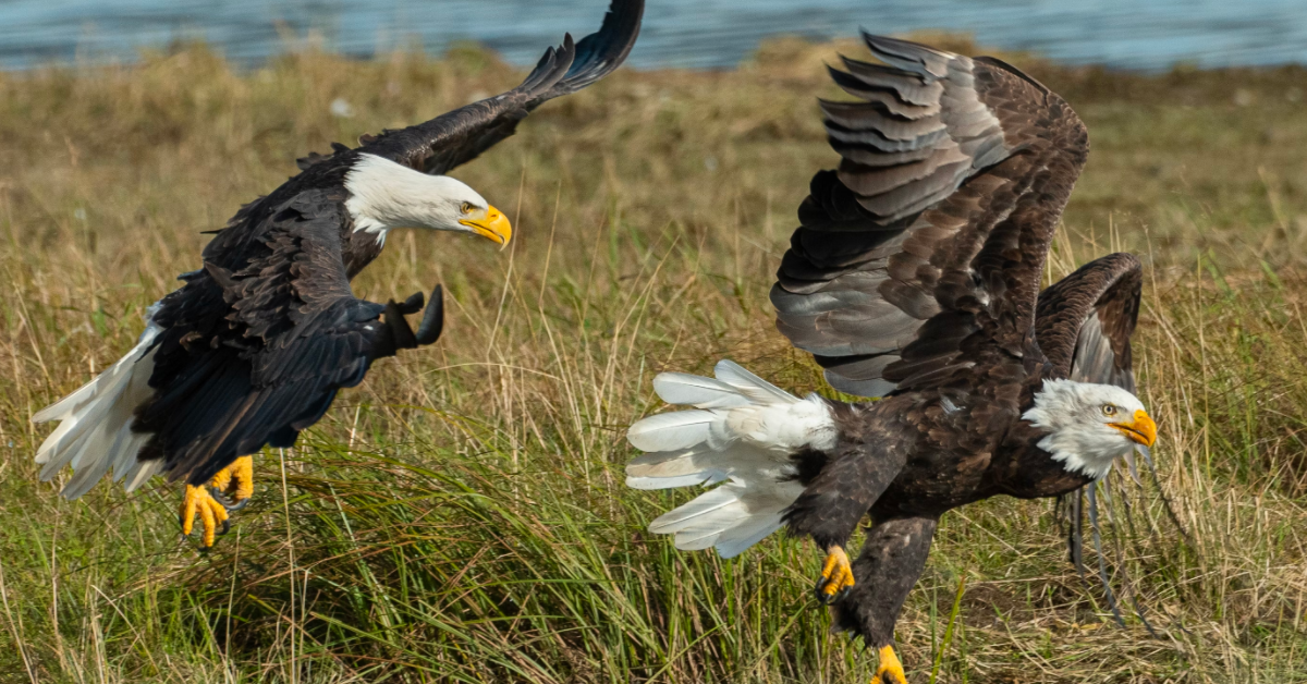 9 Largest Eagles in the World! - The CountDown List
